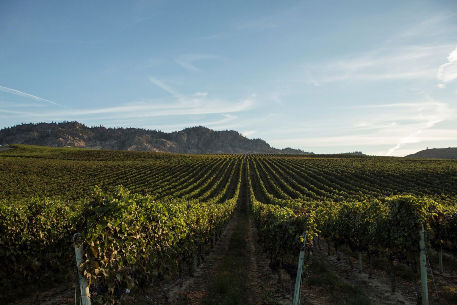 vineyards - Phantom Creek Estates